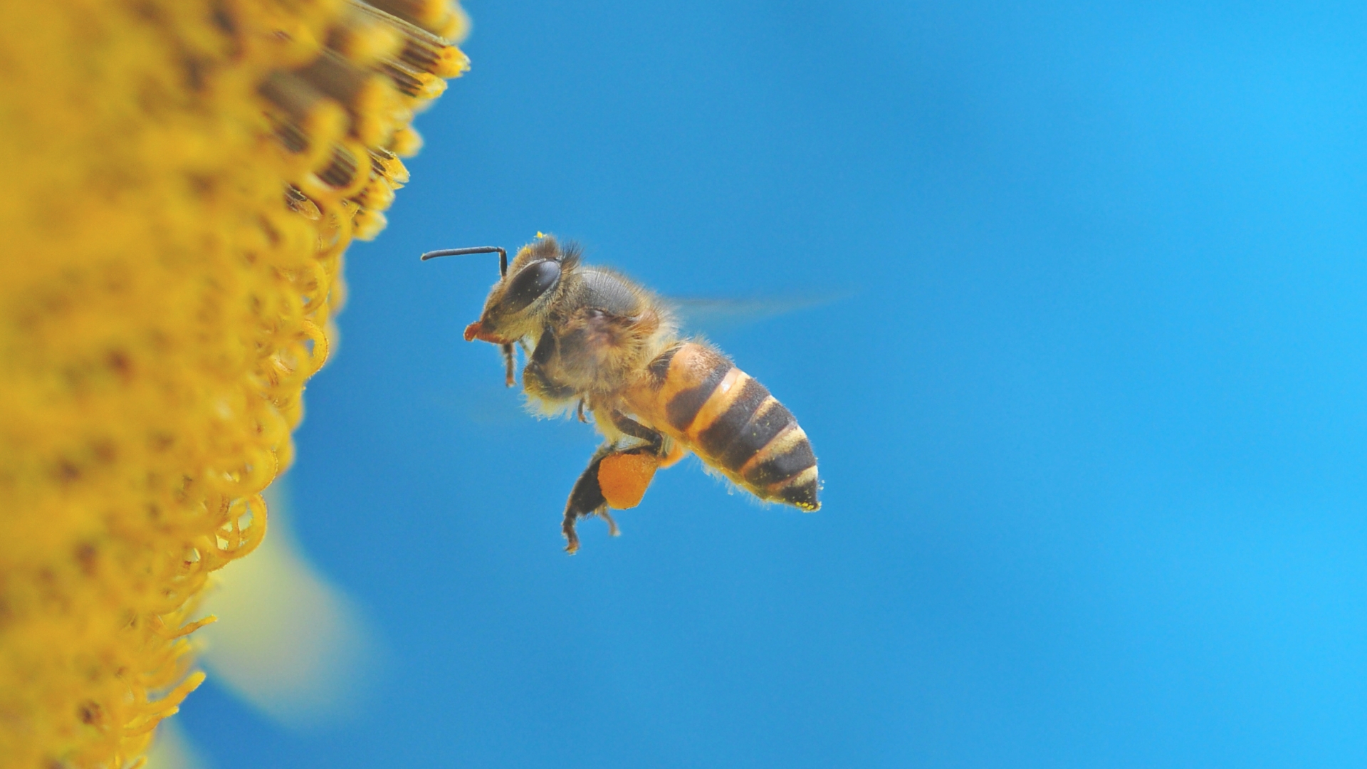 Cultivating Innovation in the Arts Through Cross-Pollination | Global ...